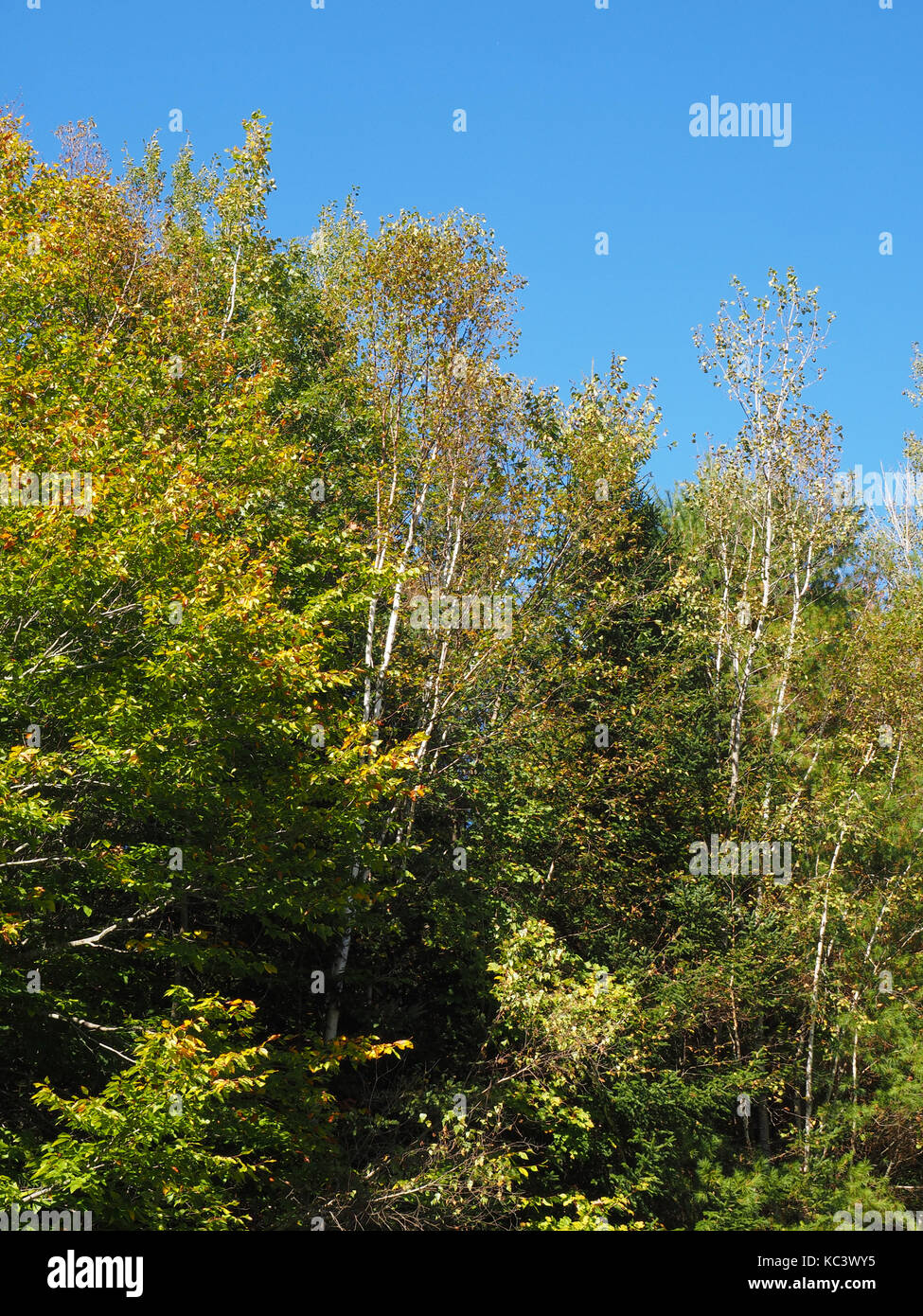 Birch trees fall colors blue sky hi-res stock photography and images ...