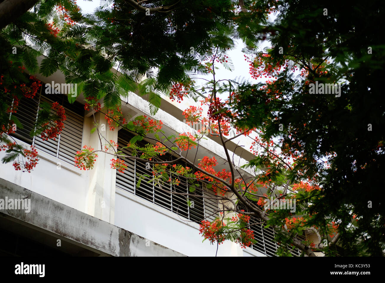 Flamboyant trees and flowers (phoenix) blossoming in the summer ...