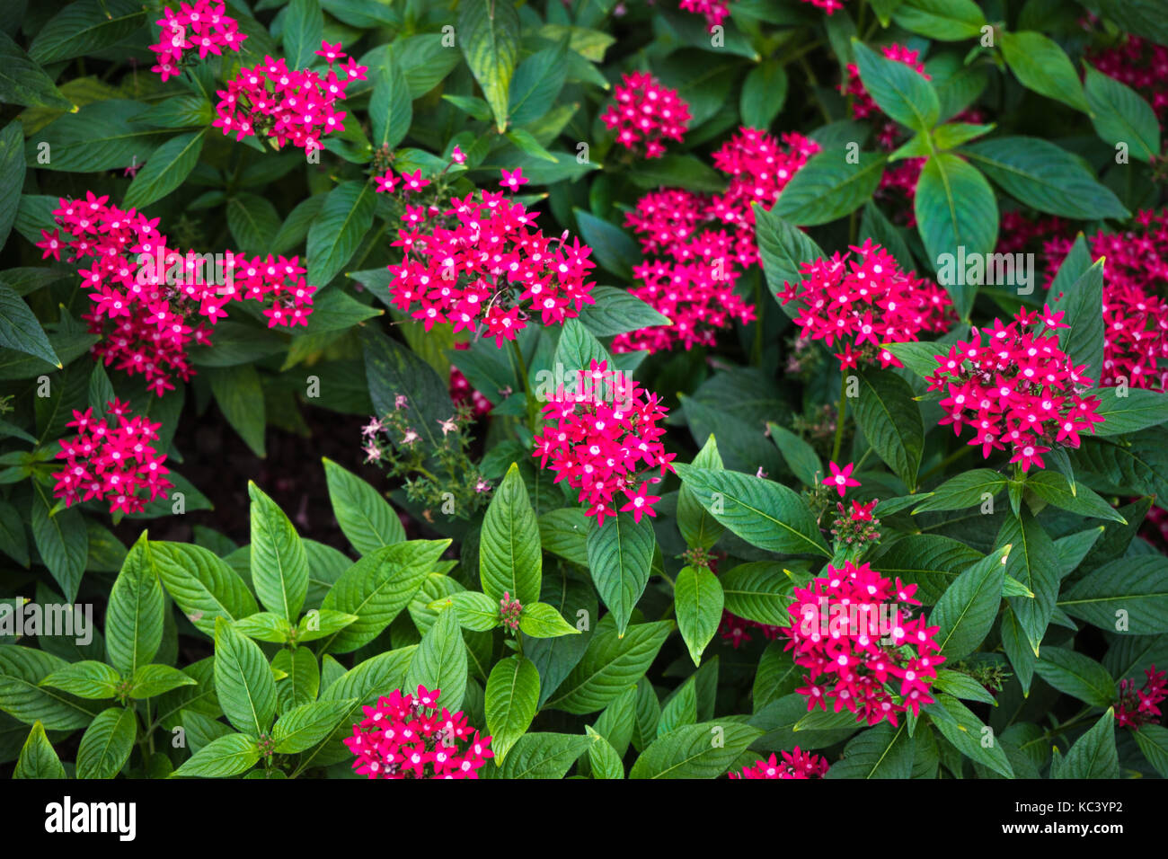 Pink pentas flowers in tropical garden as a natural background Stock ...