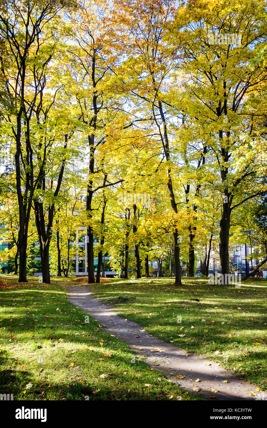 Big autumn maple trees with yellow leaves and a path Stock Photo - Alamy