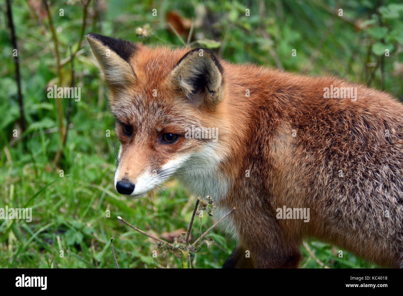 Portrait of a red fox in the Romanian woods Stock Photo - Alamy
