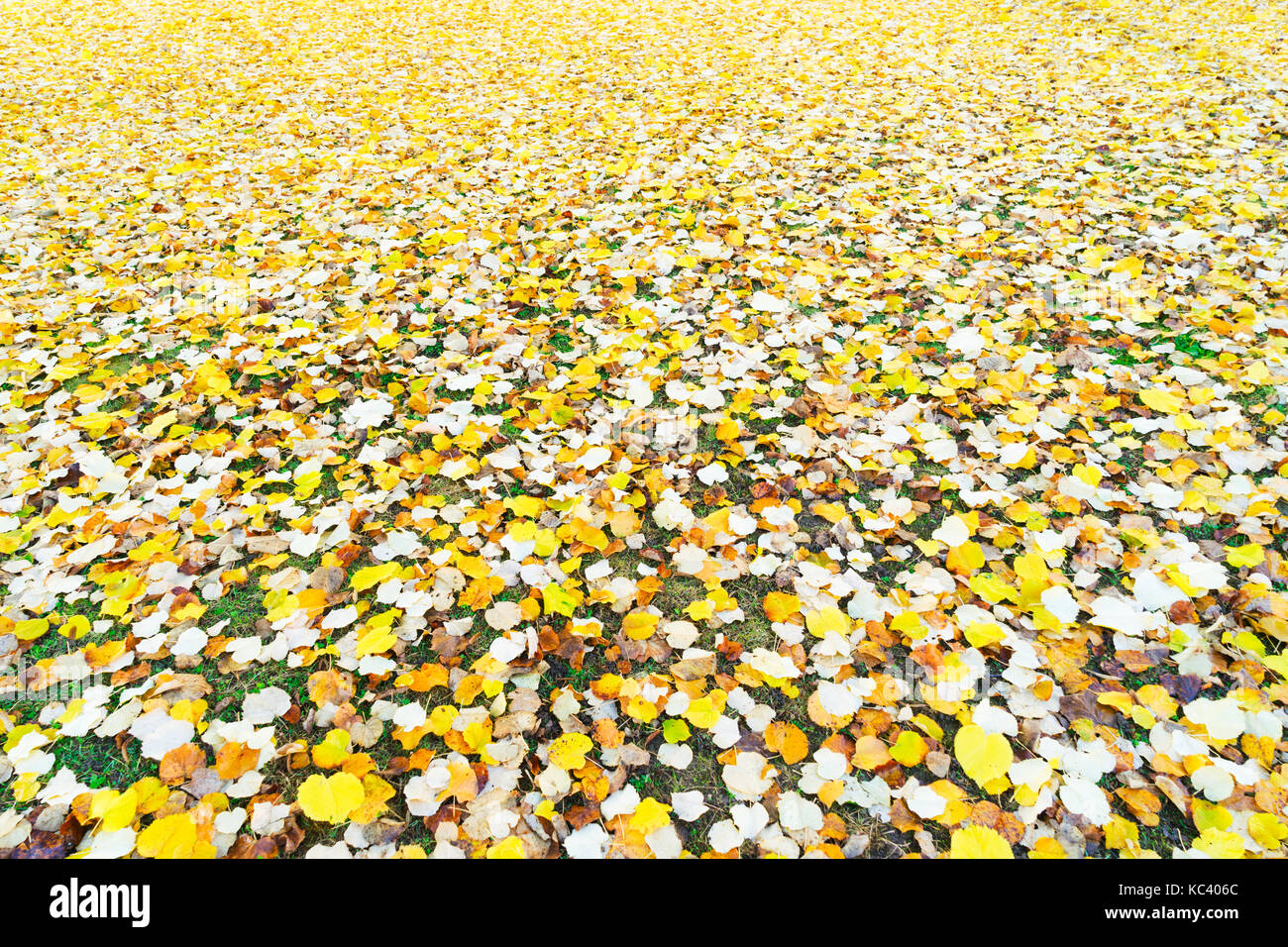 Alder tree fall leaves background Stock Photo - Alamy