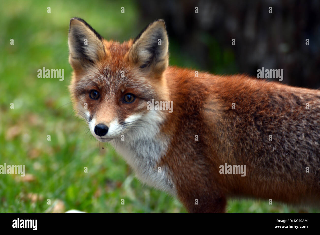 Portrait of a red fox in the Romanian woods Stock Photo - Alamy