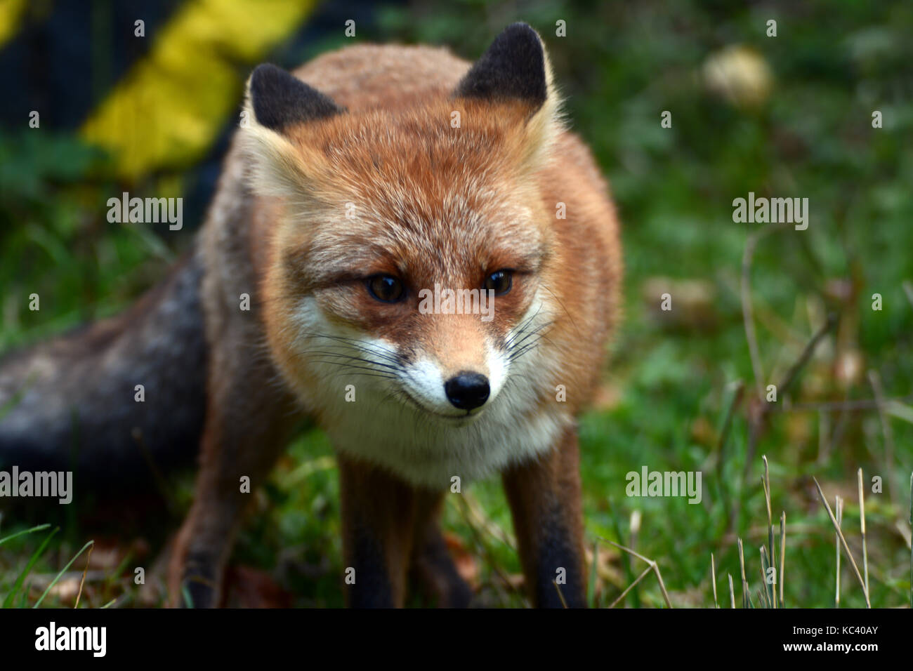 Portrait of a red fox in the Romanian woods Stock Photo - Alamy