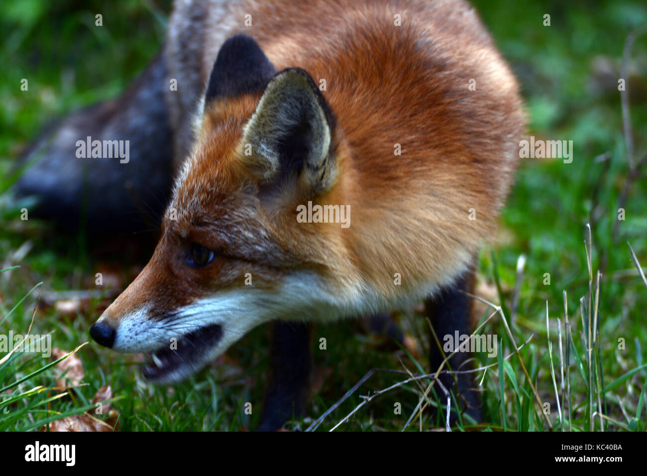 Portrait of a red fox in the Romanian woods Stock Photo - Alamy