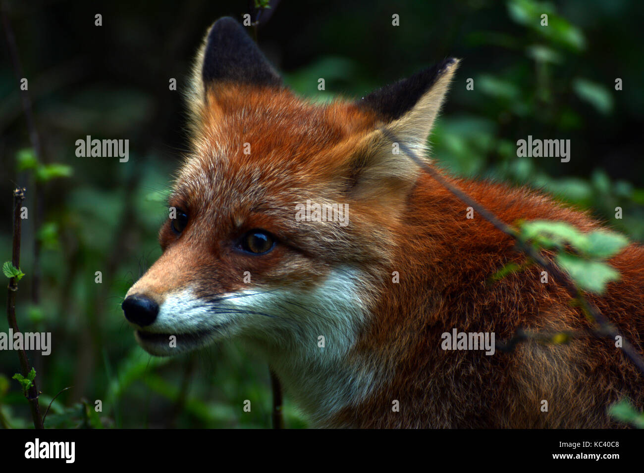 Portrait of a red fox in the Romanian woods Stock Photo - Alamy