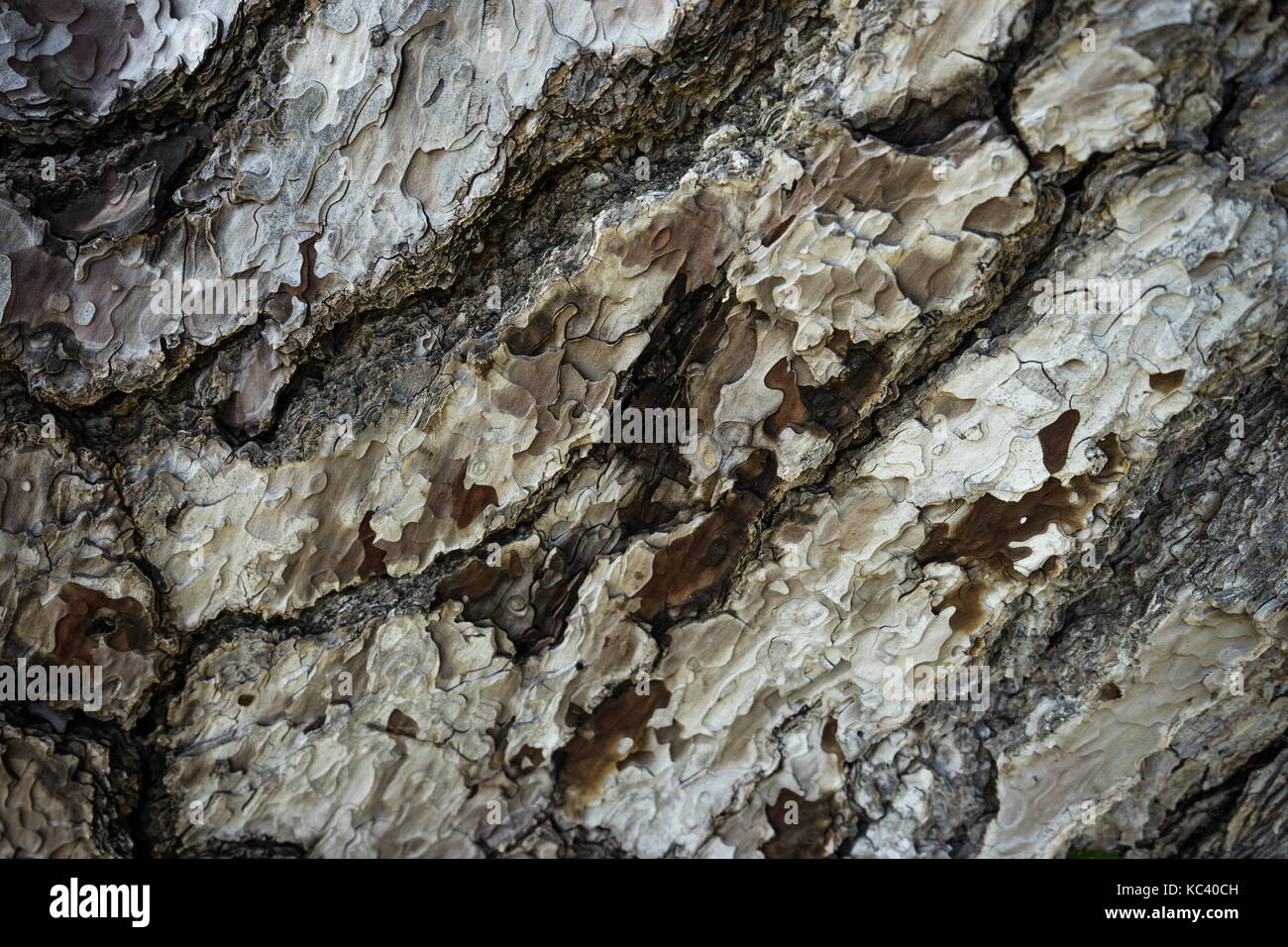 Natural background of tree tank in grey Stock Photo - Alamy