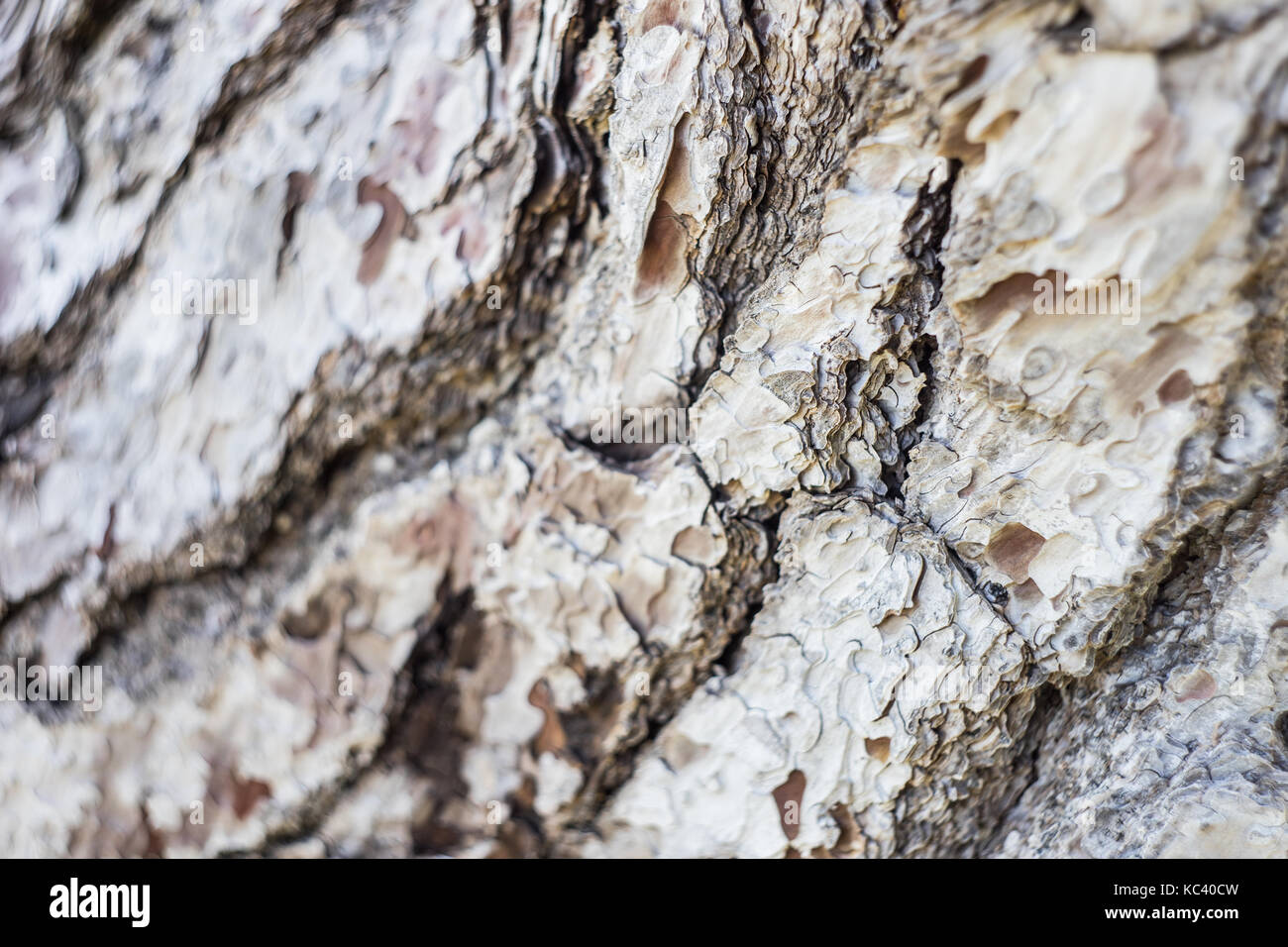Natural background of tree tank in grey Stock Photo - Alamy