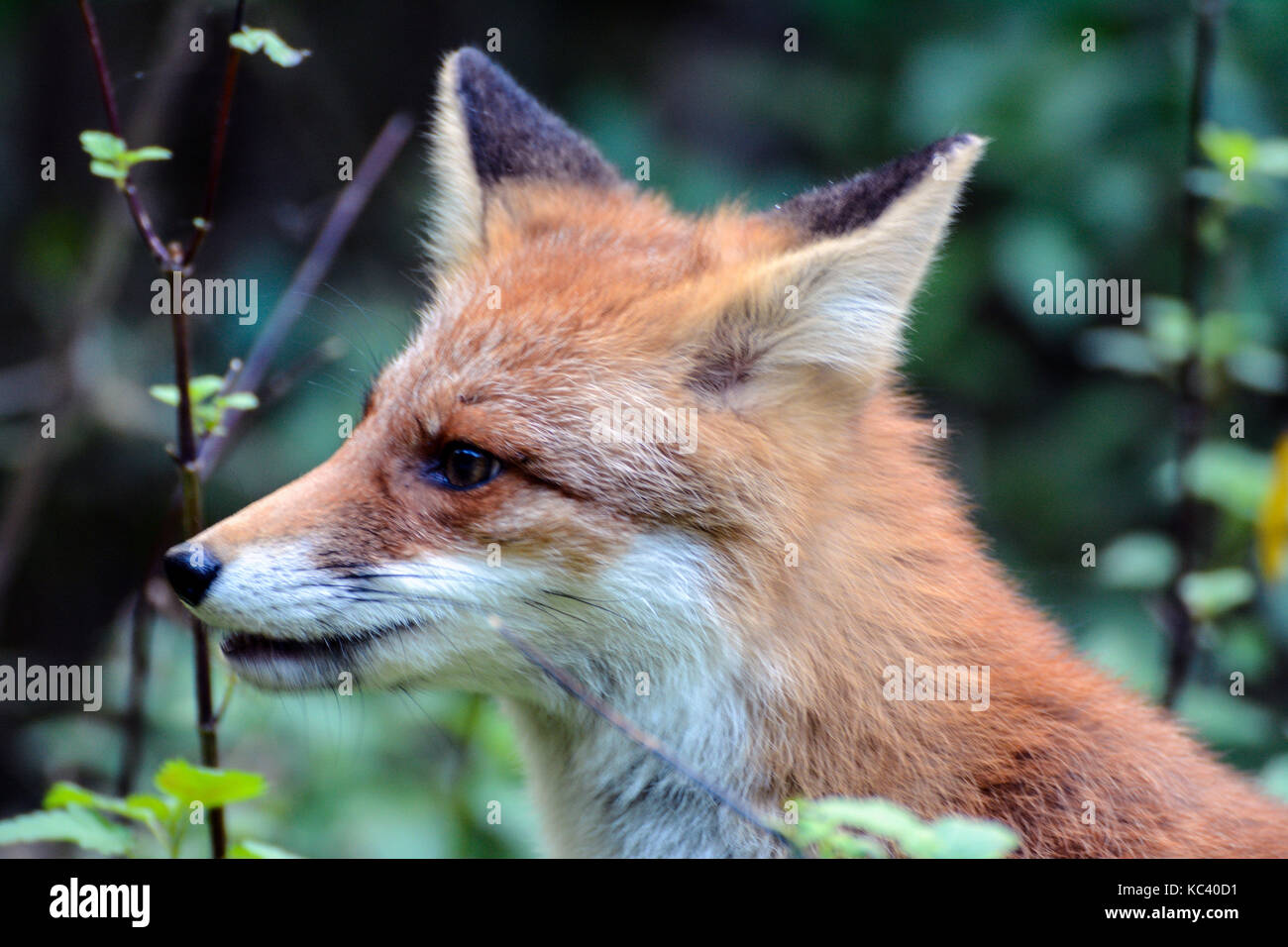 Portrait of a red fox in the Romanian woods Stock Photo - Alamy