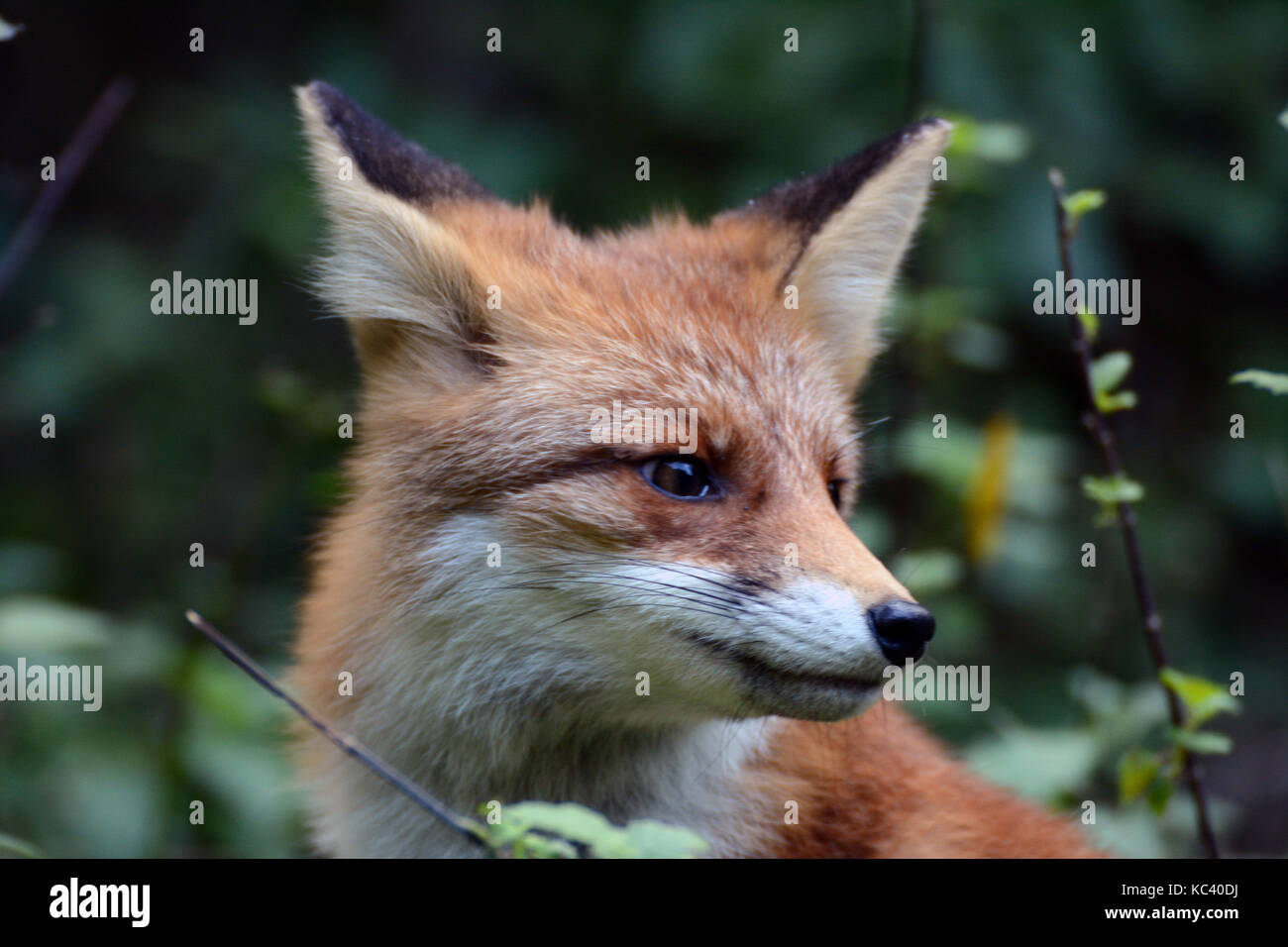 Portrait of a red fox in the Romanian woods Stock Photo - Alamy