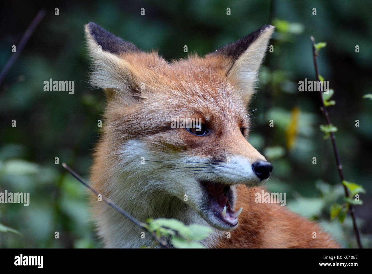 Romanian fox hi-res stock photography and images - Alamy