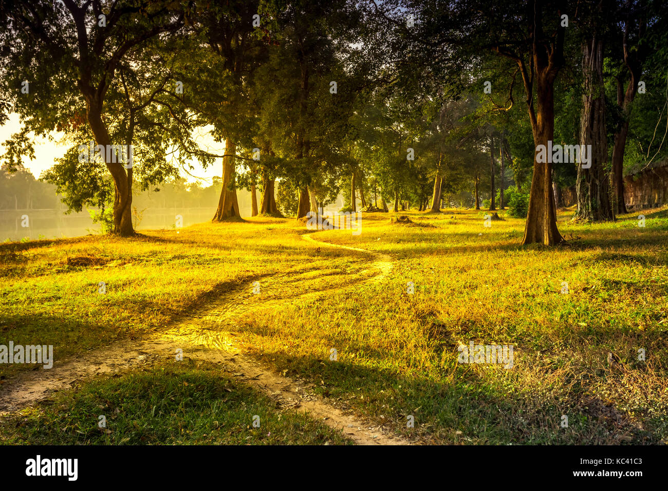 Beautiful summer landscape forest trail Stock Photo - Alamy