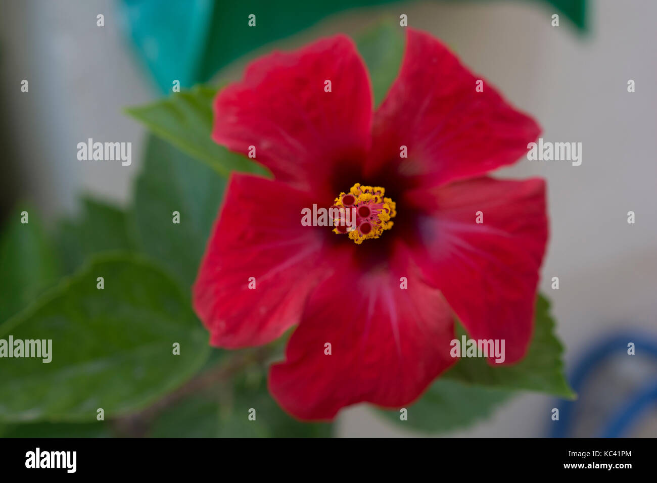 Japanese roses or other name Chinese roses,East Asian origin, flower ...