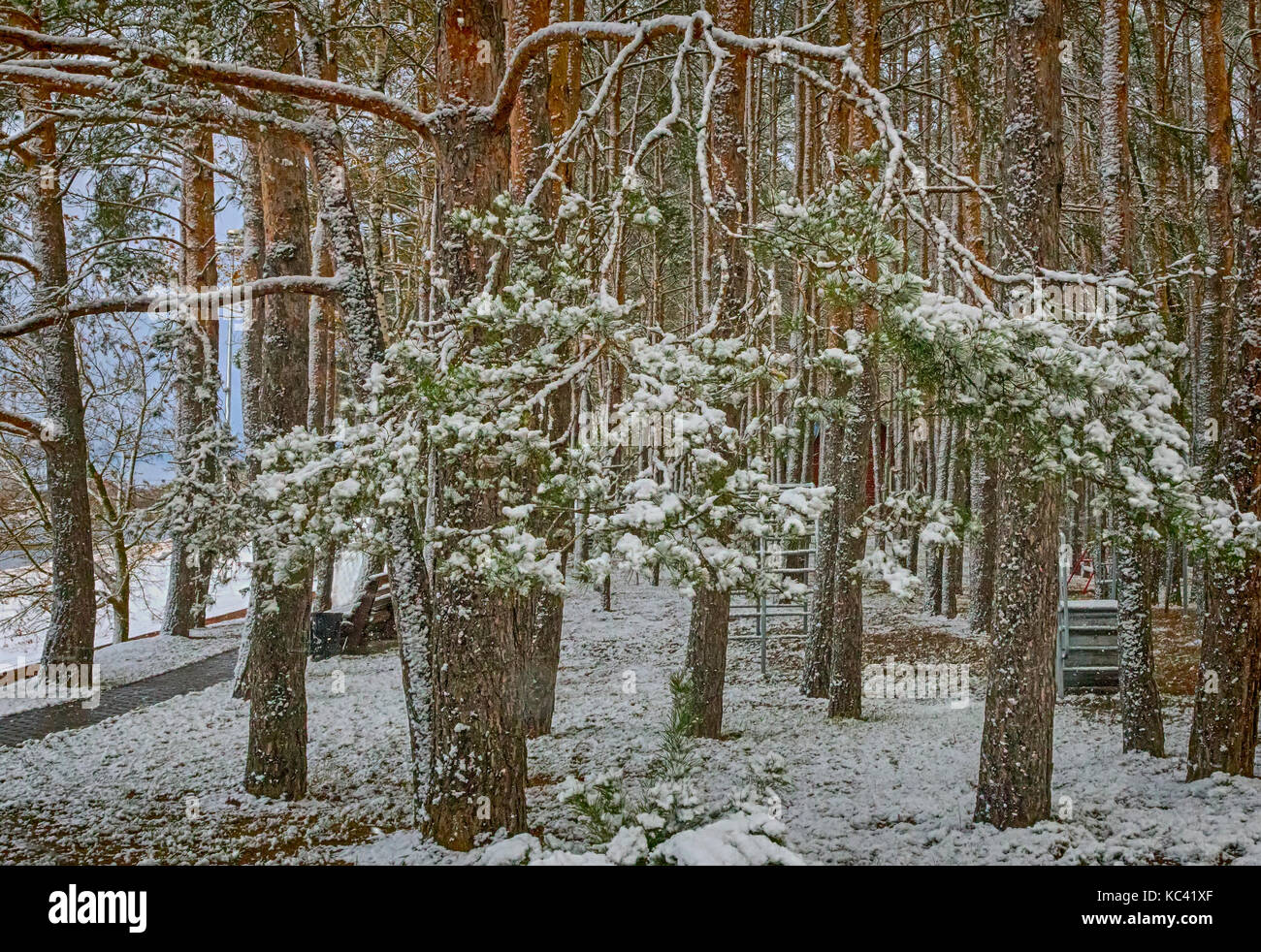 In the Park on the ground and the trees lies the snow. Reference ...