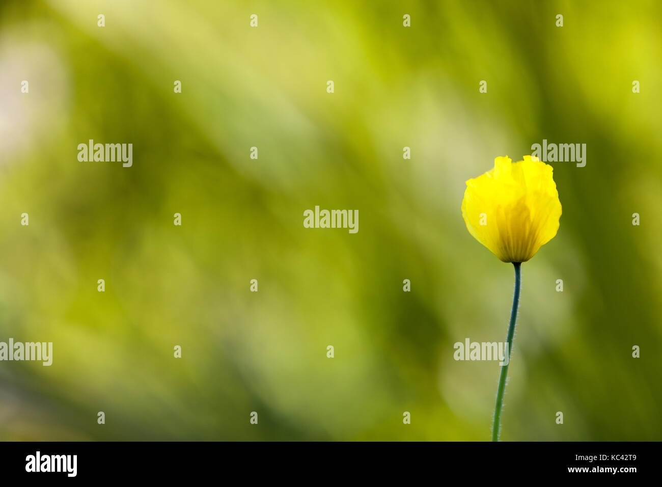 Single Yellow Poppy Stock Photo - Alamy