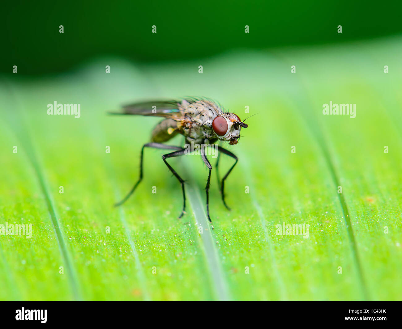 Tropical bug hi-res stock photography and images - Alamy