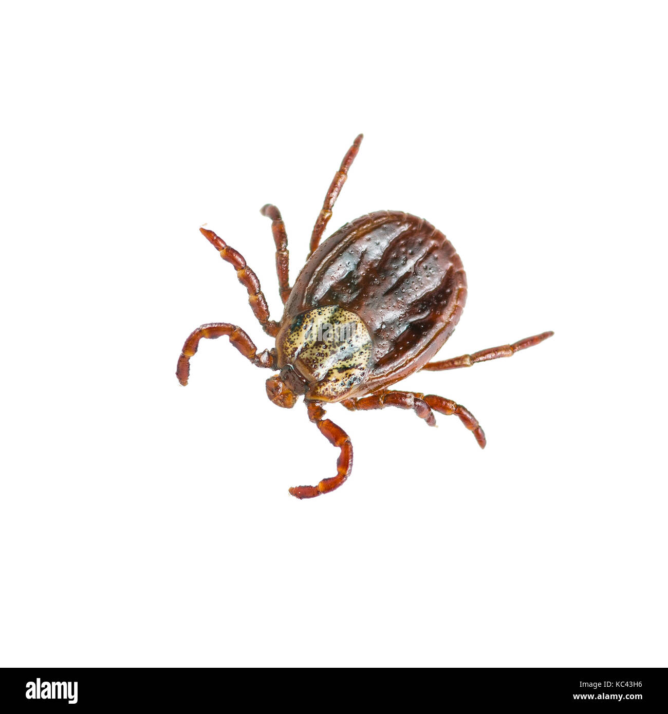 Encephalitis or Lyme Virus Infected Tick Arachnid Insect Isolated on ...