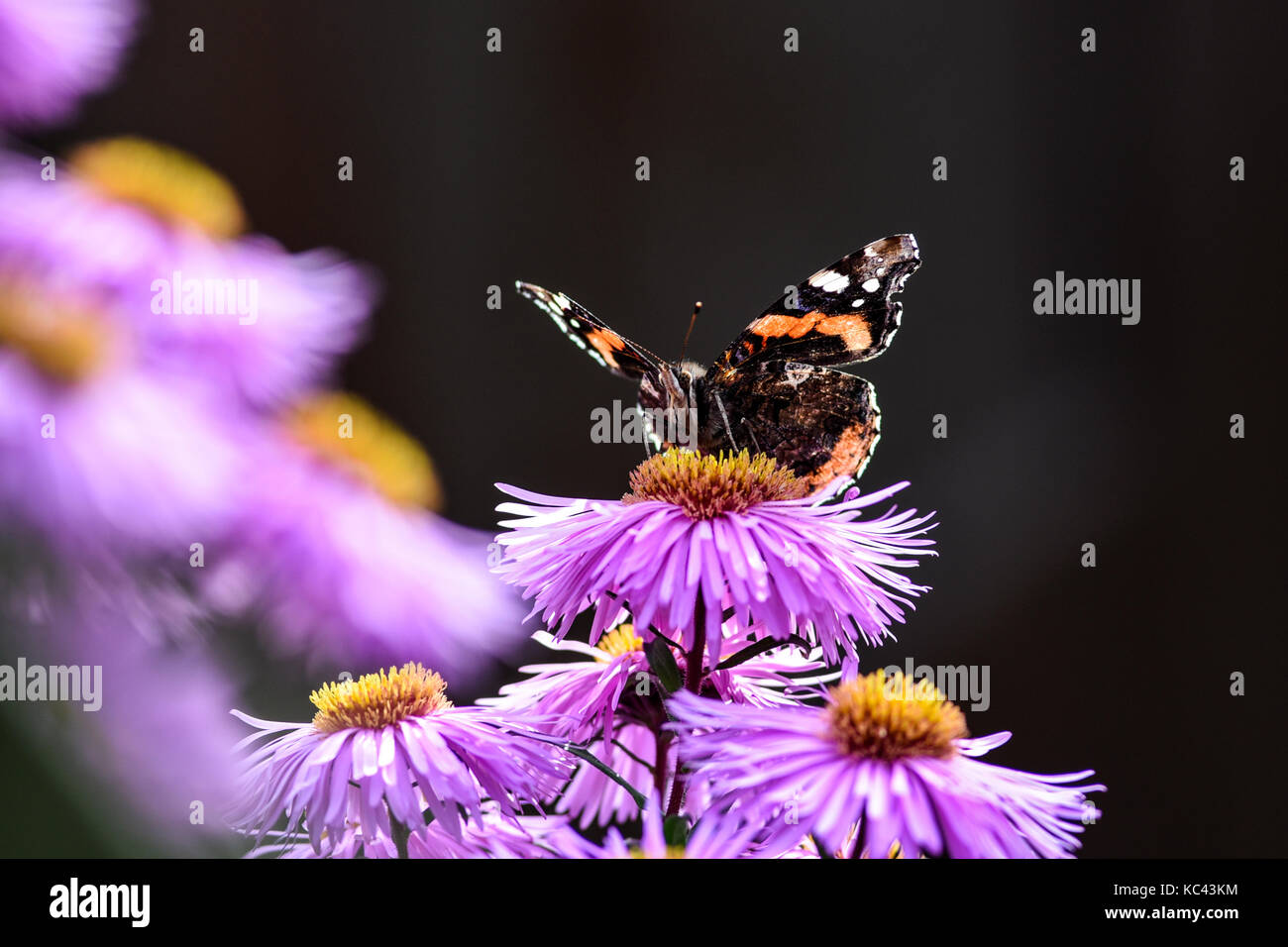 Butterflies pollinating the asters violet, summer in the garden Stock ...