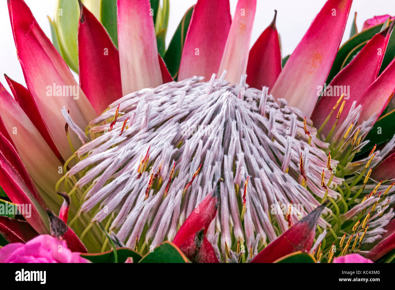 Extreme close up of arrangement of protea flower patterns and textures ...