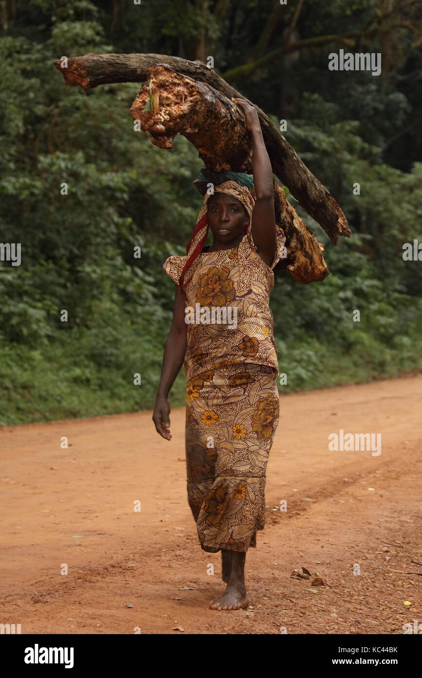 Luhya woman carrying firewood, Kakamega forest, Kenya, Africa Stock ...