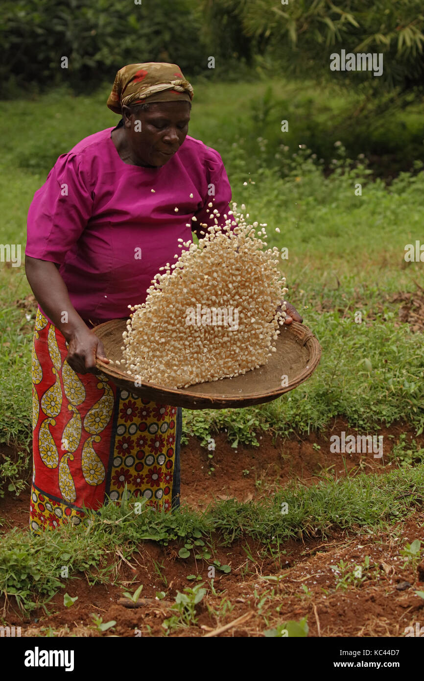 Winnowing hi-res stock photography and images - Alamy