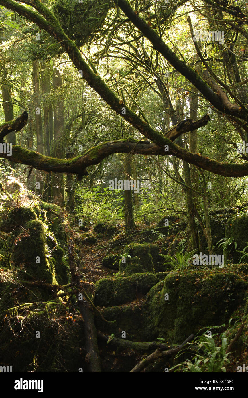 Interweaving of branches hi-res stock photography and images - Alamy