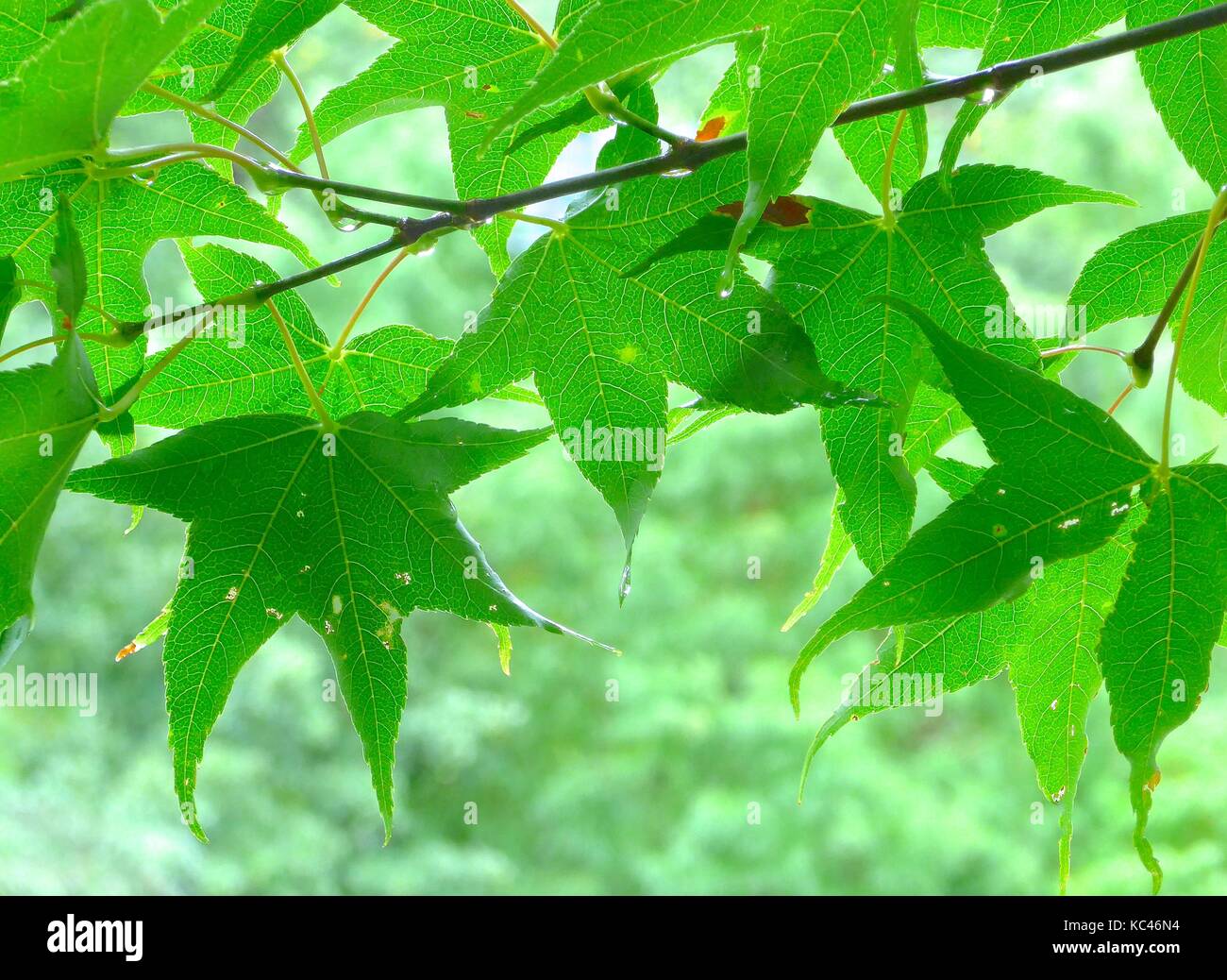 Beautiful multi colored leaves on tree hi-res stock photography and ...