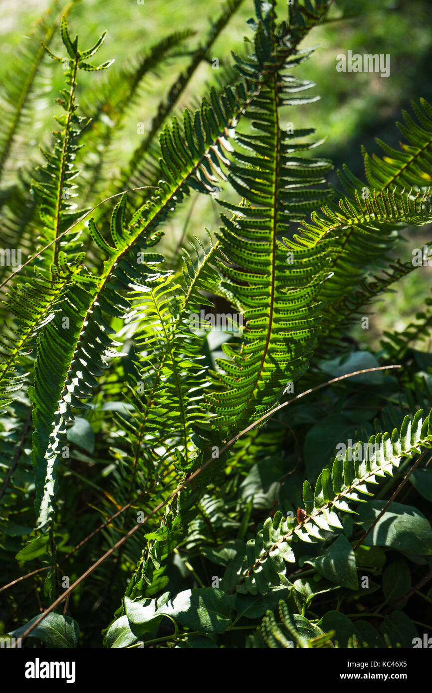 Nephrolepis exaltata (The Sword Fern) - a species of fern in the family ...