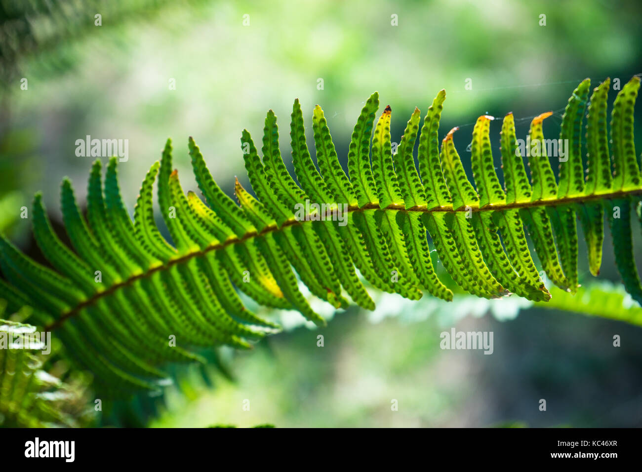 Nephrolepis exaltata (The Sword Fern) - a species of fern in the family ...
