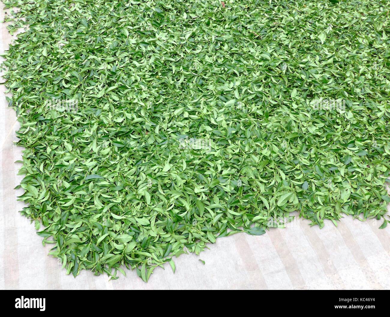 Fresh tea leaves closeup Stock Photo - Alamy