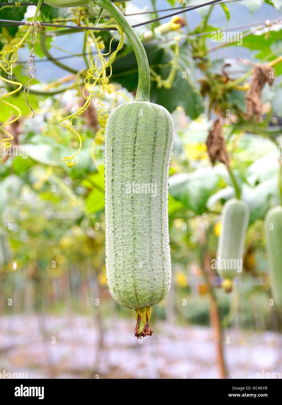Serpent melon closeup in the field Stock Photo - Alamy