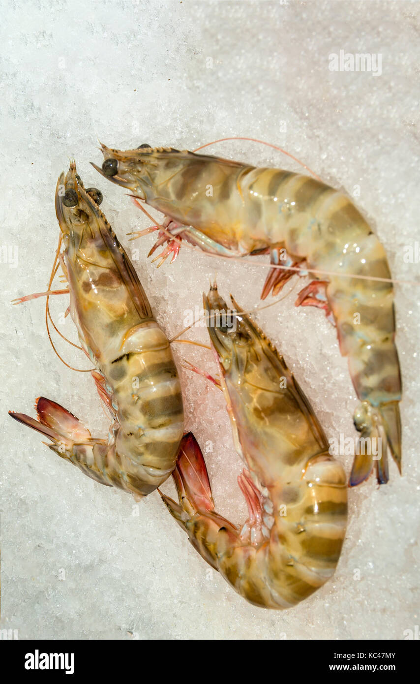 Jumbo shrimps hi-res stock photography and images - Alamy