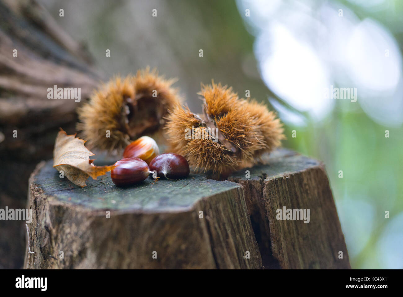 chestnut hedgehog with chestnuts in autumn forest Stock Photo - Alamy