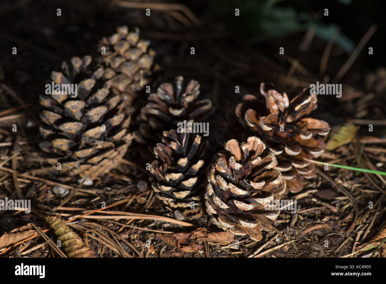 Pine cones on the wood in autumn Stock Photo - Alamy