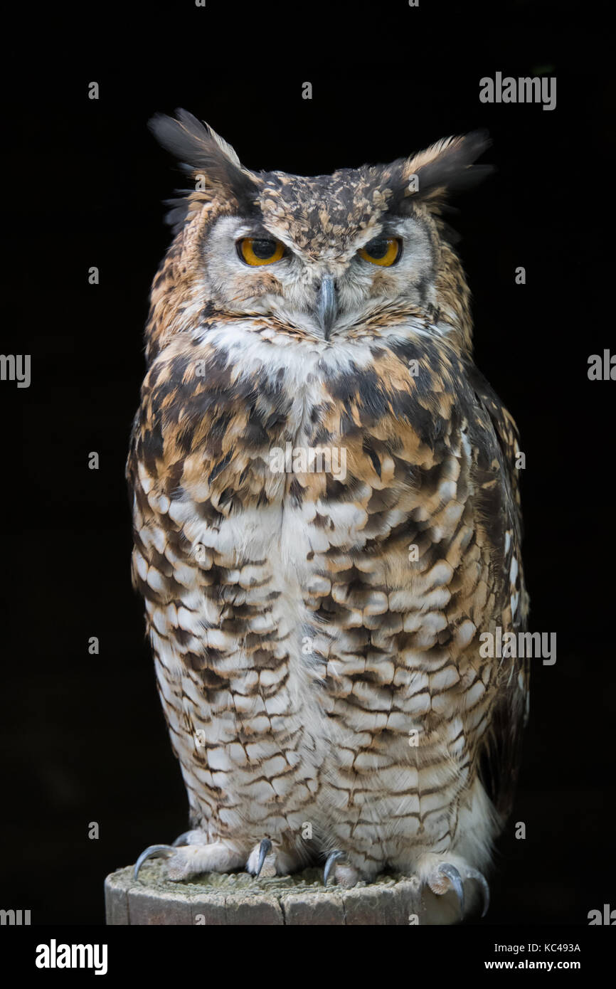 Large forward facing eyes hi-res stock photography and images - Alamy