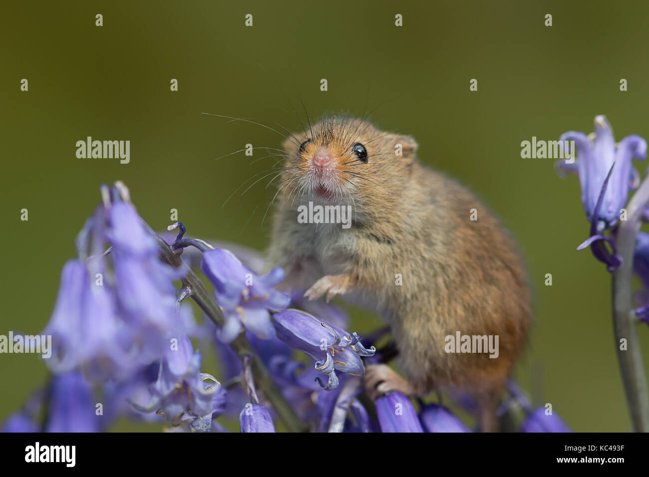 A close portrait of a harvest mouse climbing and balancing on bluebells ...