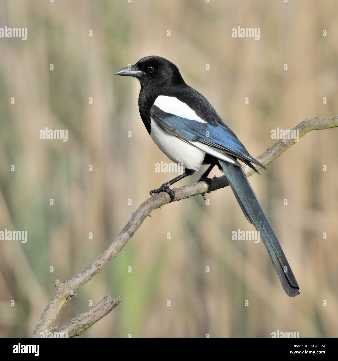An eurasian magpie or common magpie (Pica pica) perched on a branch in ...