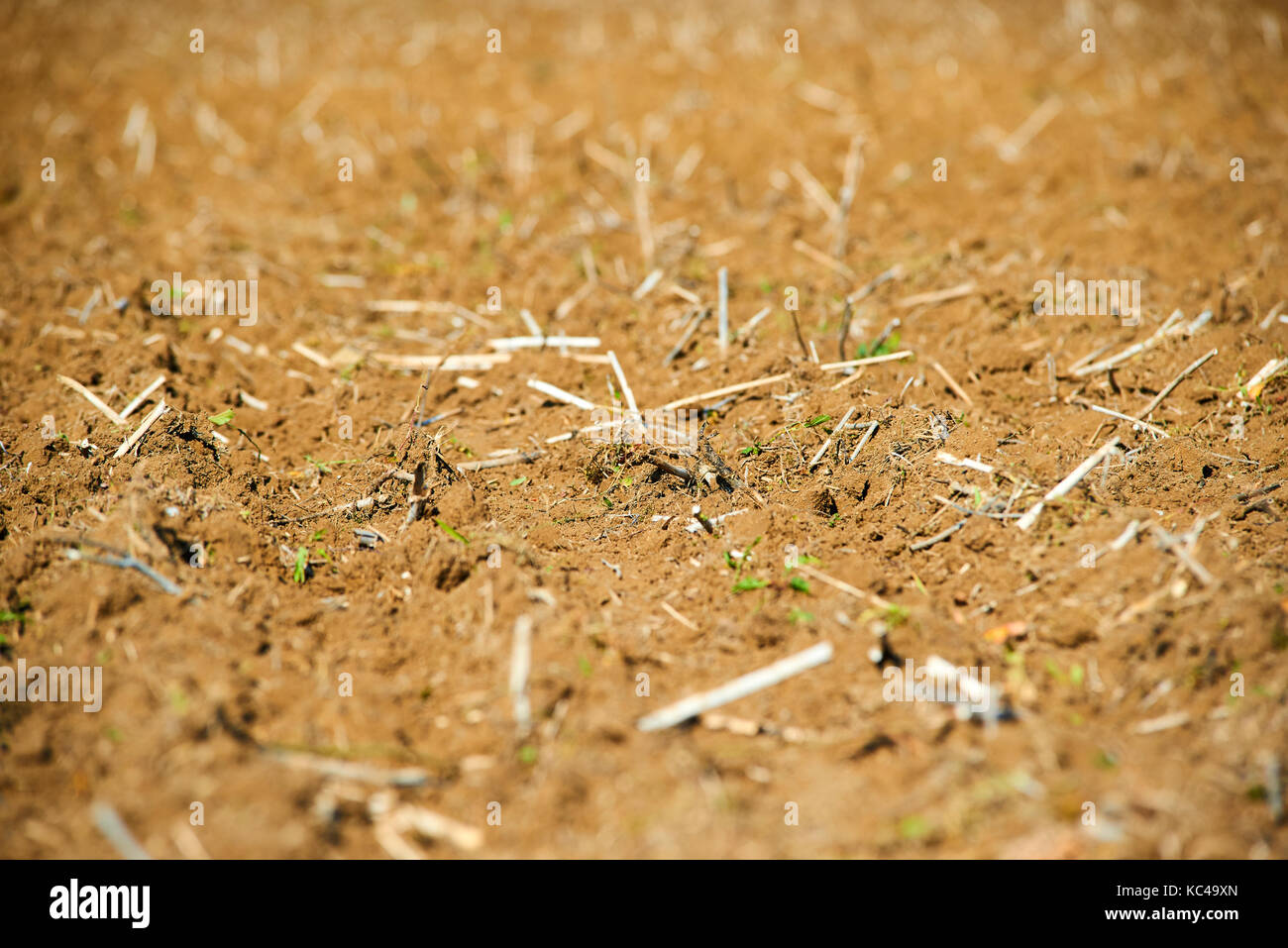 Plowed field furrows after wheat. Agricultural Background Stock Photo ...