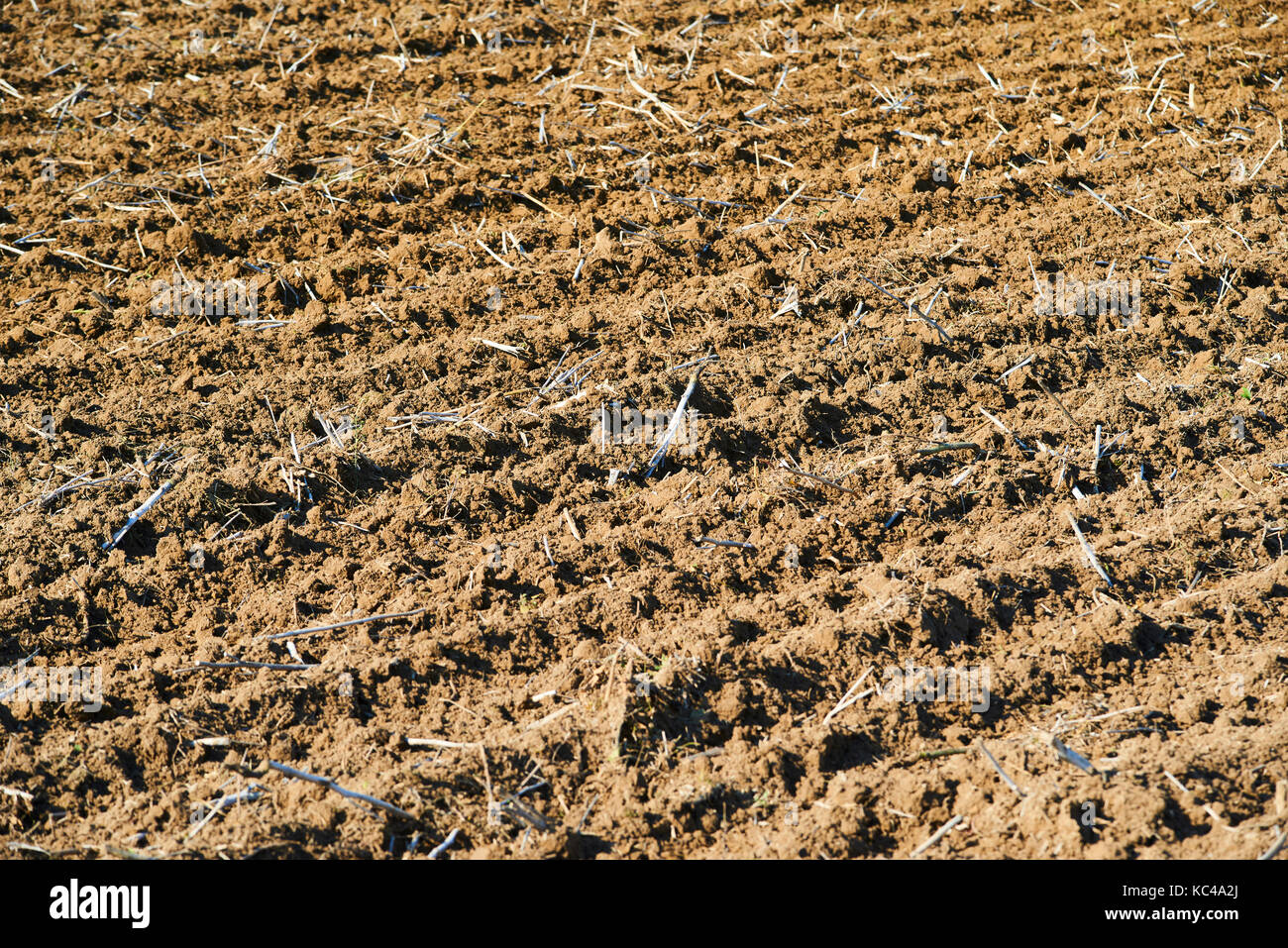 Plowed field furrows after wheat. Agricultural Background Stock Photo ...