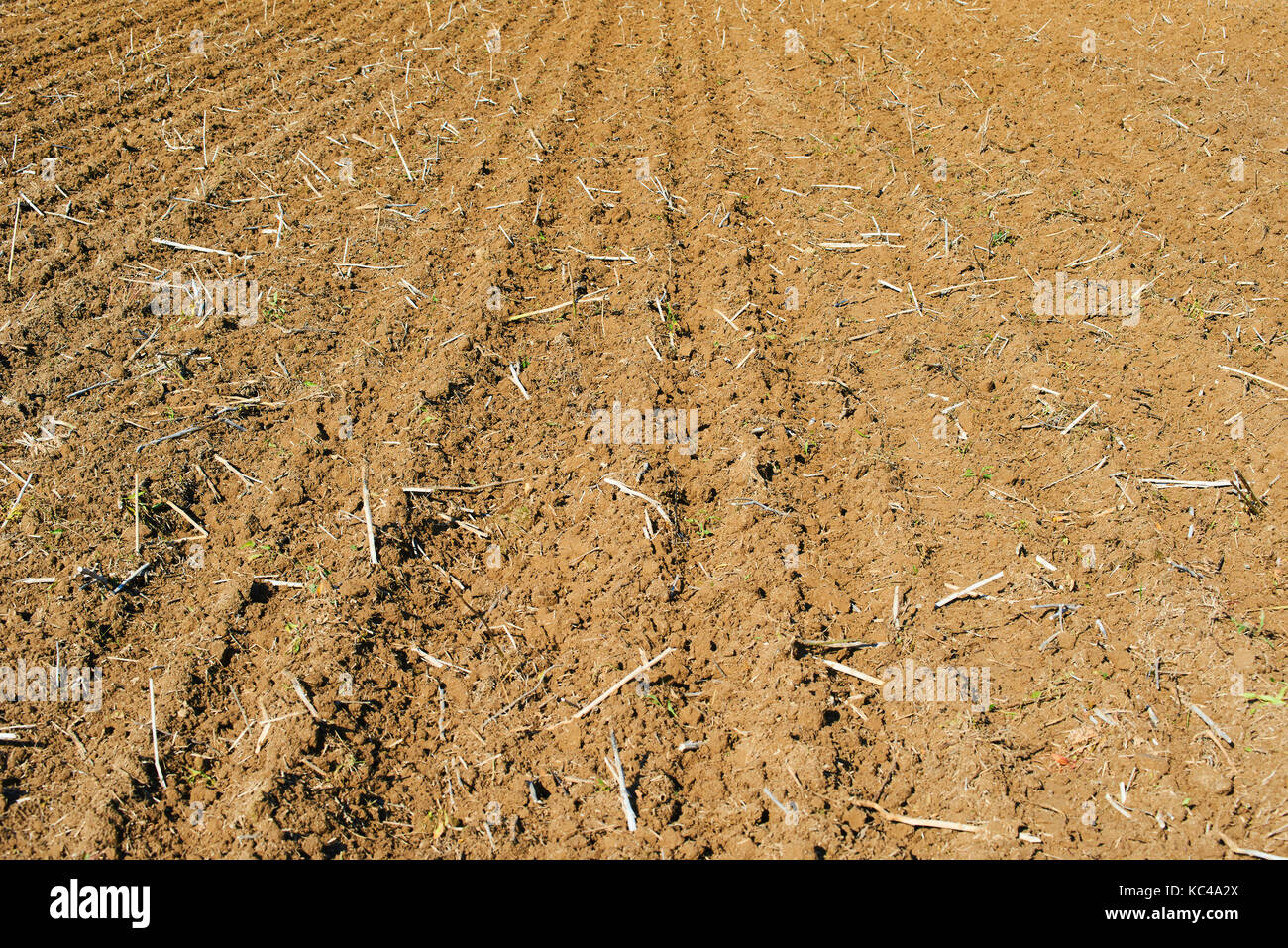 Plowed field furrows after wheat. Agricultural Background Stock Photo ...