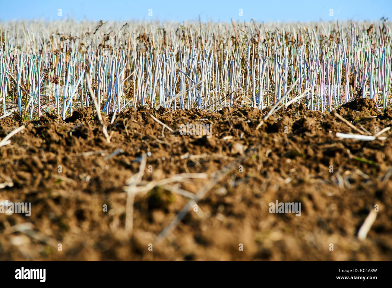 Plowed field furrows after wheat. Agricultural Background Stock Photo ...