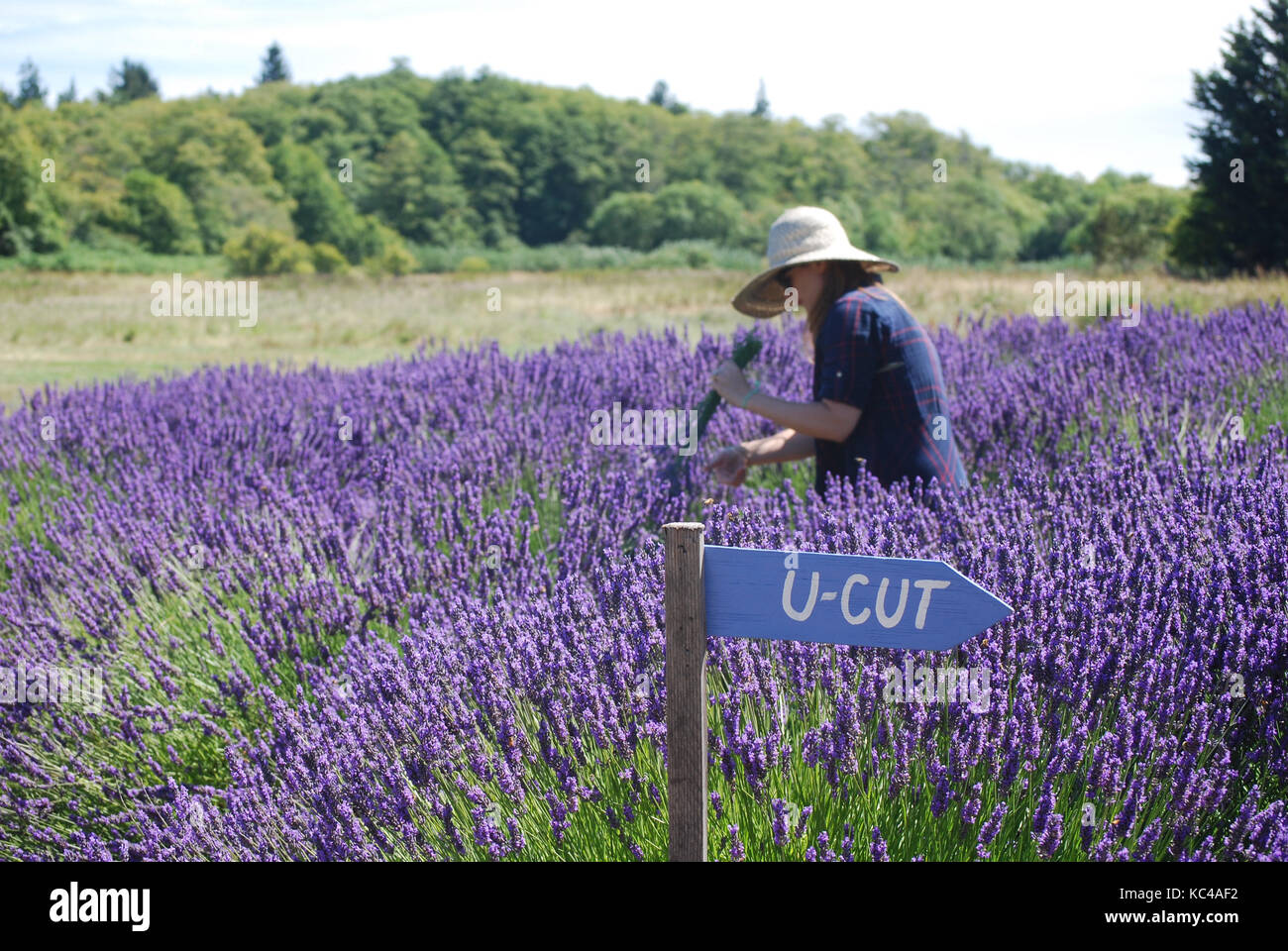 Sequim washington hi-res stock photography and images - Alamy