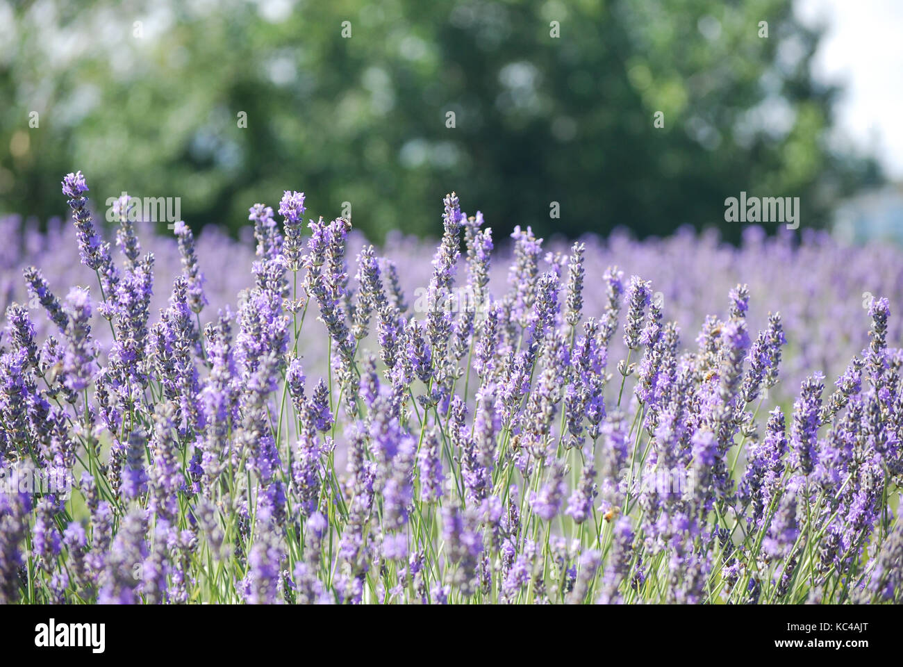 Fields of Blooming Lavender - Sequim, WA. USA Stock Photo - Alamy