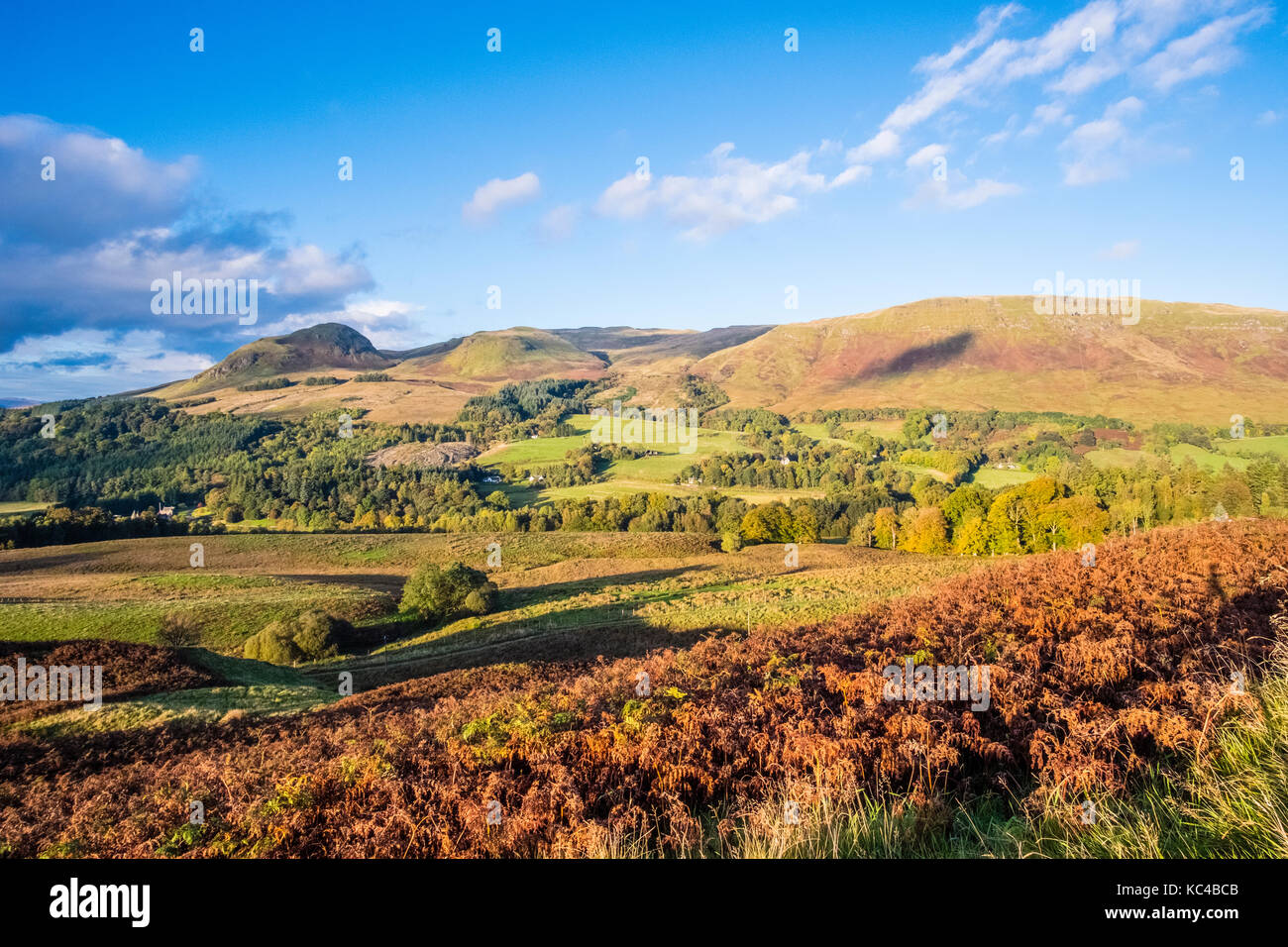 Highland cow dumgoyne hi-res stock photography and images - Alamy