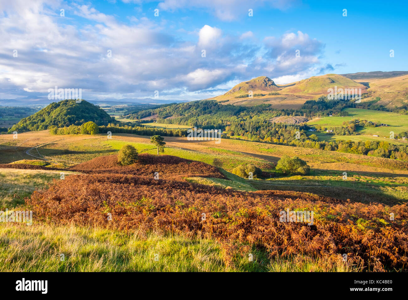 Highland cow dumgoyne hi-res stock photography and images - Alamy