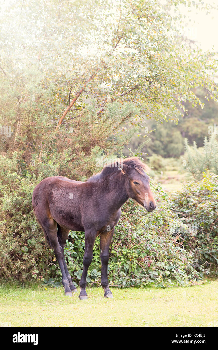 New Forest Ponies Stock Photo - Alamy