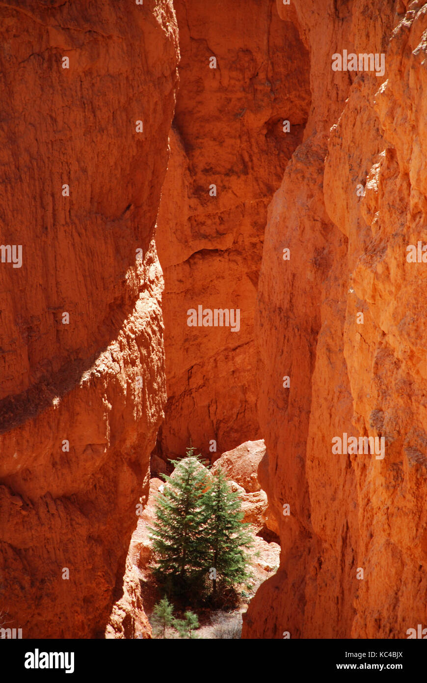 Tree in rocks at Bryce Canyon, Utah, USA Stock Photo - Alamy