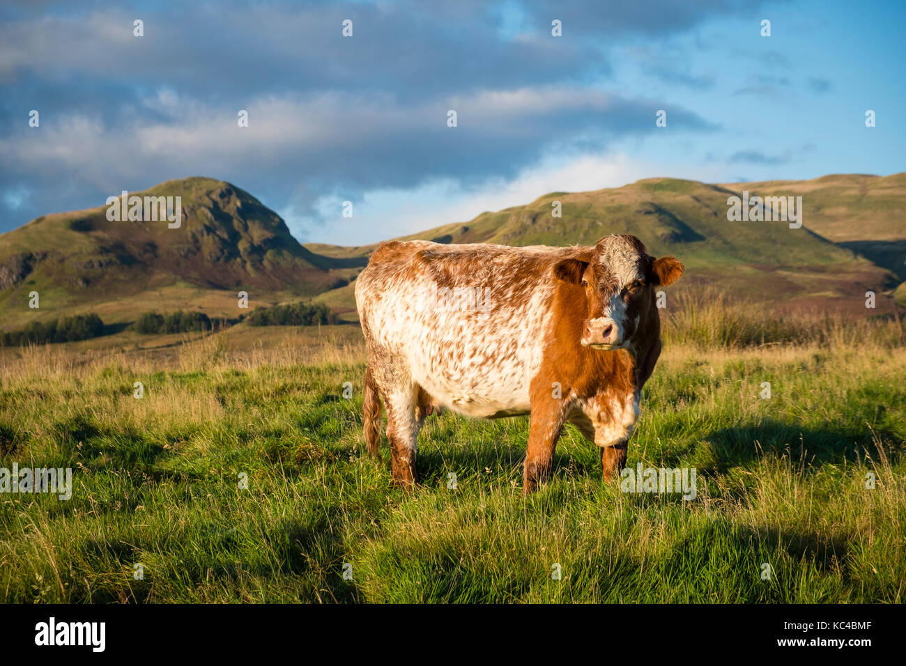 Highland cow dumgoyne hi-res stock photography and images - Alamy