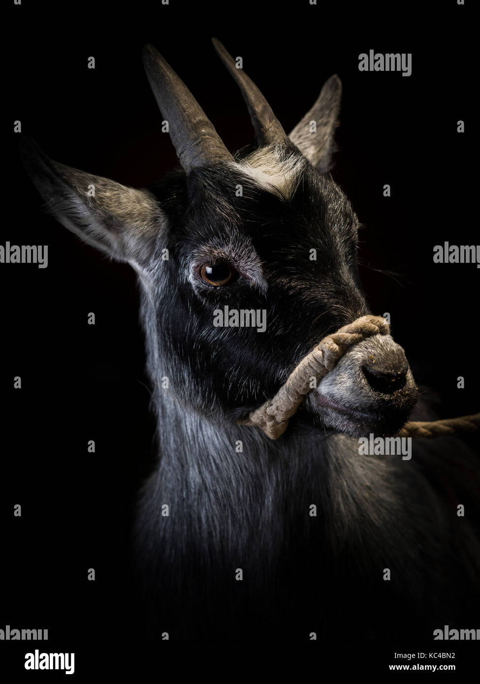 Fine Art Studio Portraits of Farm Animals Stock Photo - Alamy