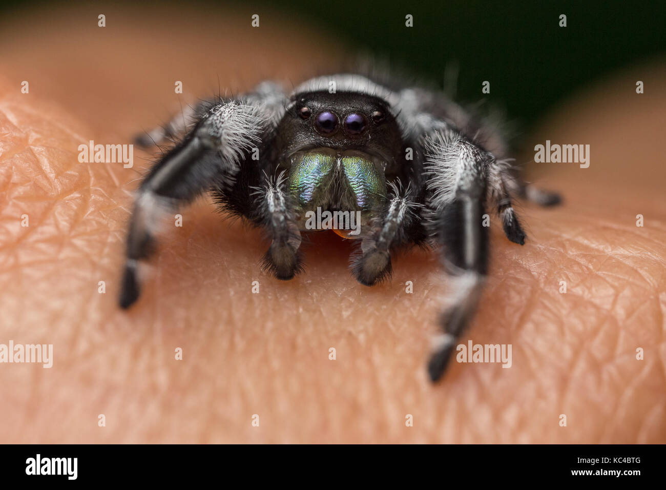 A close portrait of a beautiful male Phidippus regius Stock Photo - Alamy